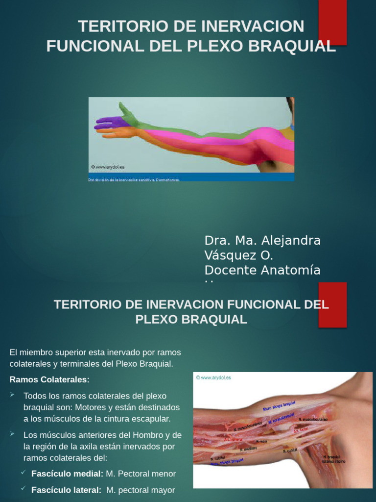 Teritorio de Inervacion Funcional Del Plexo Braquial | PDF | Anatomía ...