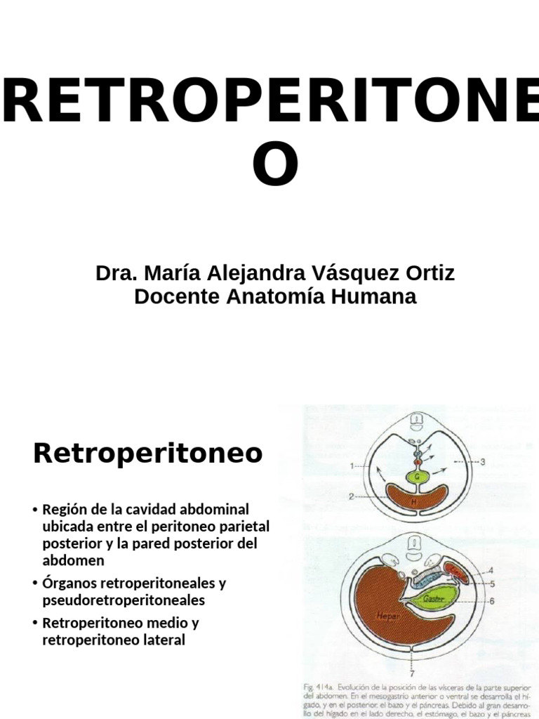 RETROPERITONEO | PDF | Abdomen | Riñón