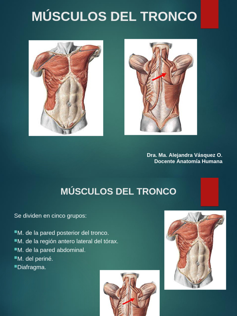 Tema#4 Músculos Del Tronco | PDF | Abdomen | La columna vertebral