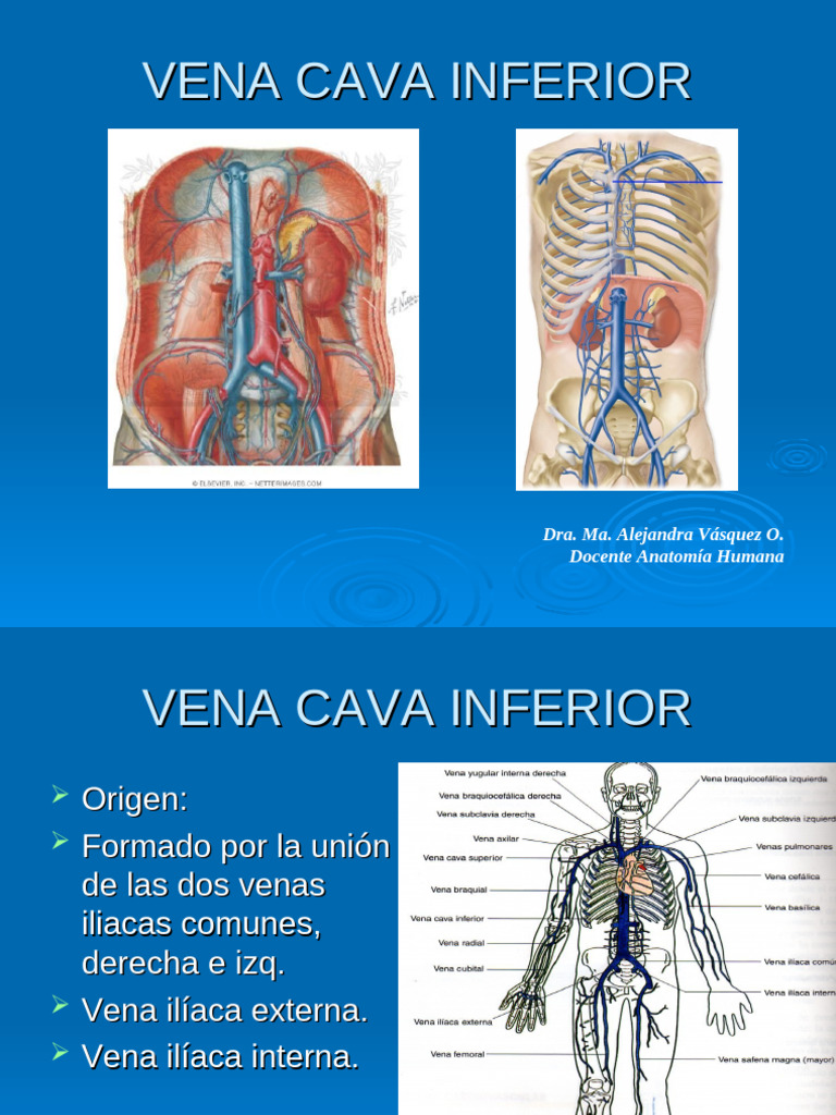 Anatomía de la Vena Cava Inferior | PDF