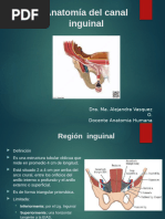 Anatomía de la Región Inguinocrural | PDF | Abdomen | Anatomía