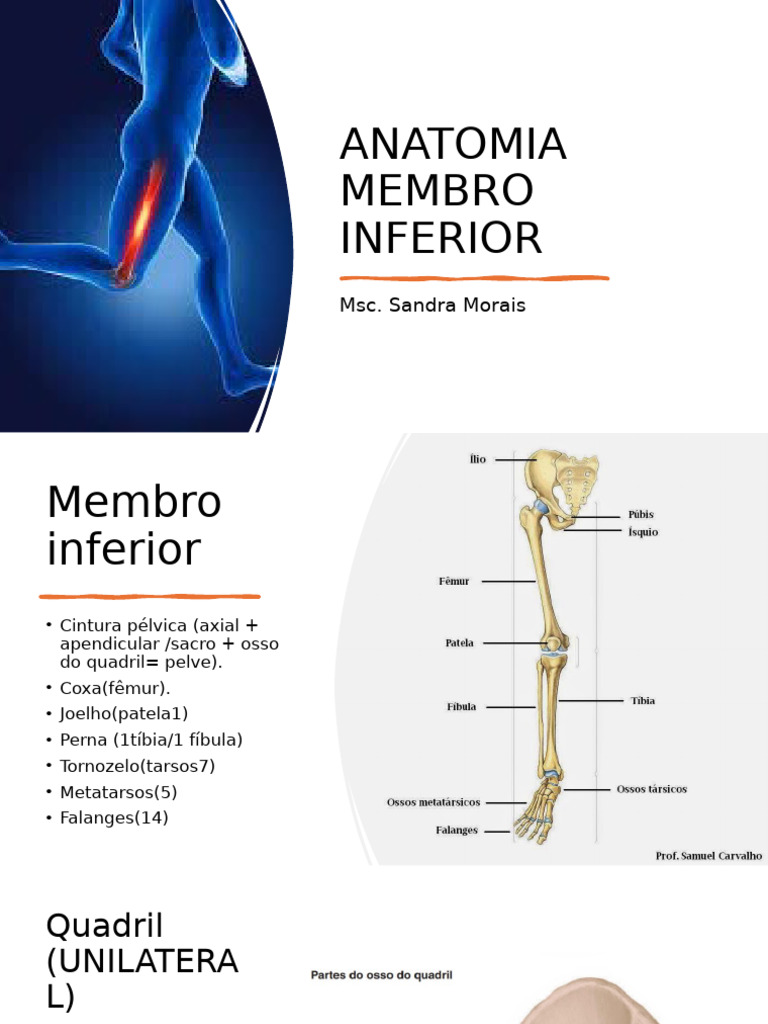 Anatomia Membro Inferior | PDF