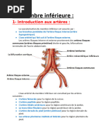 Vascularisation du membre inférieur | PDF | Main | Jambe humaine