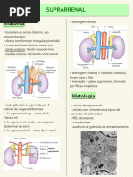 Anatomia da Glândula Suprarrenal | PDF | Glândula suprarrenal | Rim