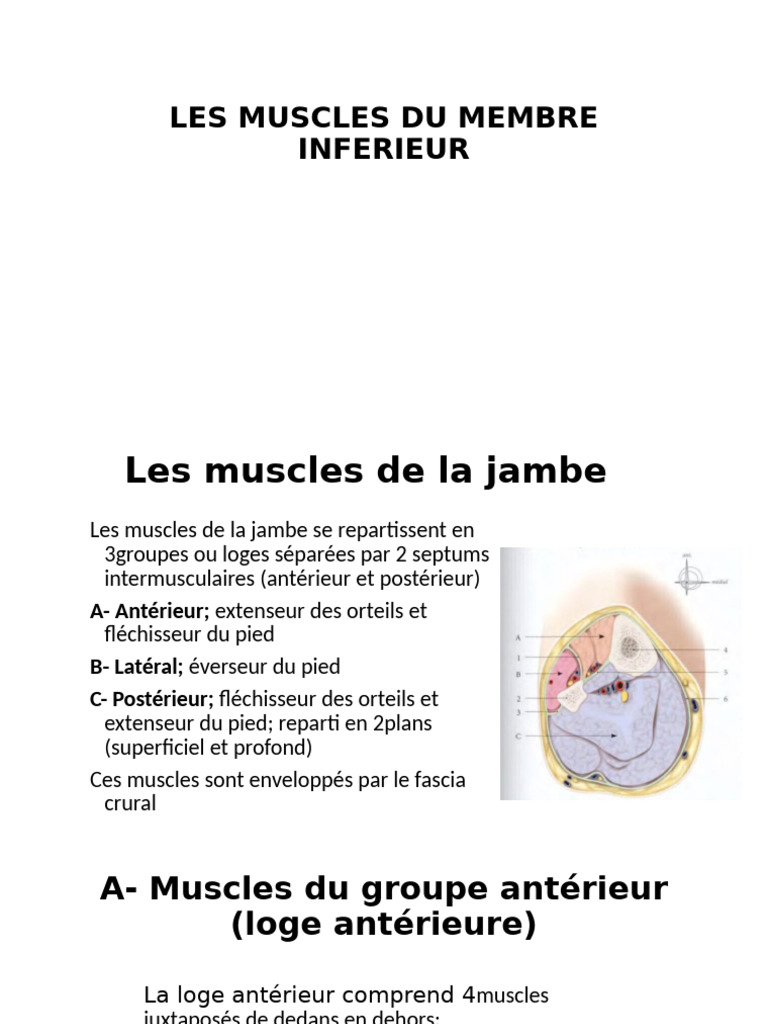 Anatomie des muscles de la jambe | PDF | Pied | Jambe humaine