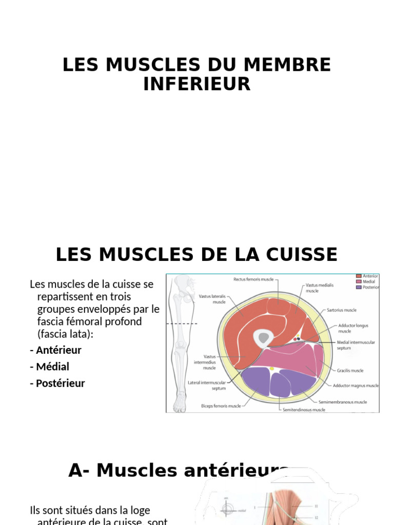 Muscles de la cuisse : groupes et actions | PDF | Jambe humaine | Tissu mou