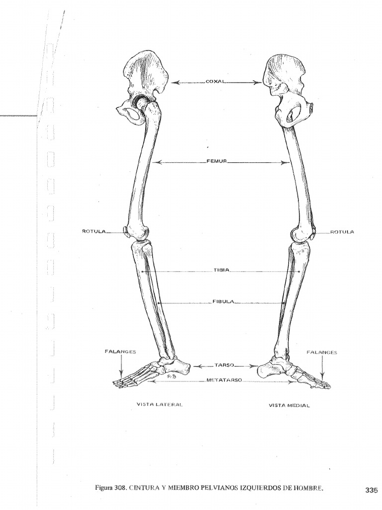 Barone Tomo 1 Parte 2 | PDF