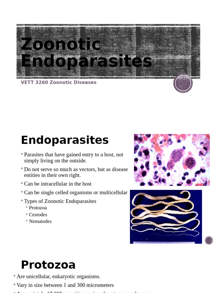 Zoonotic Endoparasites | PDF | Diseases And Disorders | Medical Specialties