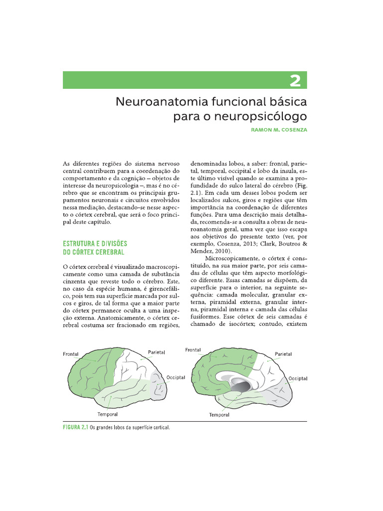 Texto 2 - Neuroanatomia Funcional Básica para o Neuropsicólogo | PDF