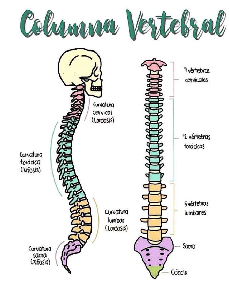 Columna | PDF