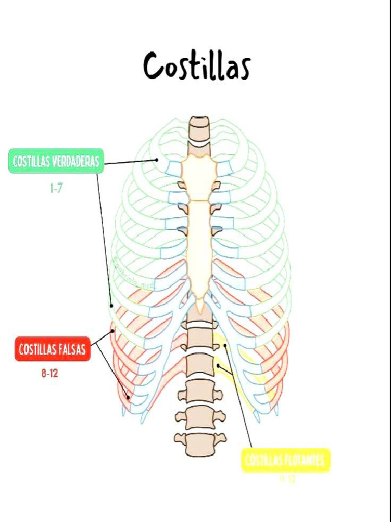 Costillas | PDF