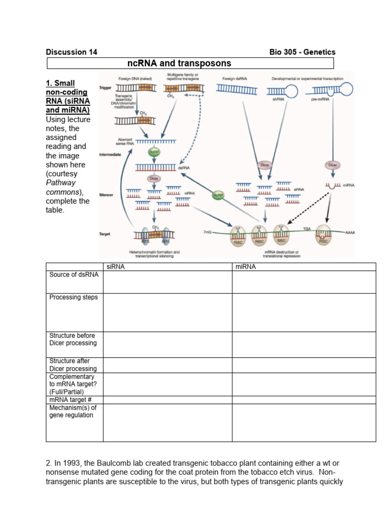DS14_ncRNA and transposons | PDF | Transposable Element | Gene Silencing