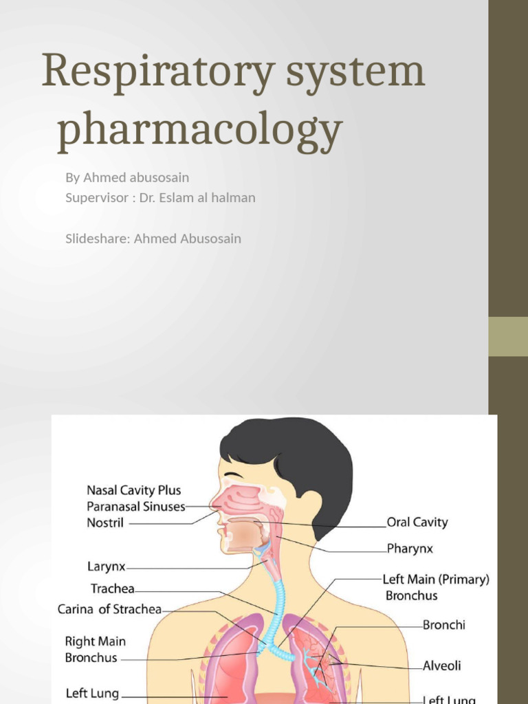 Respiratory System Pharmacology: by Ahmed Abusosain Supervisor: Dr ...