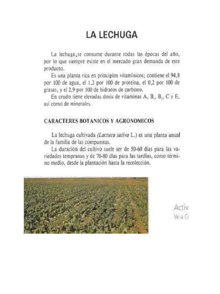 lechuga | PDF