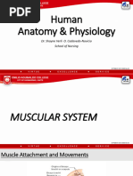 Myology Notes | PDF | Foot | Human Leg