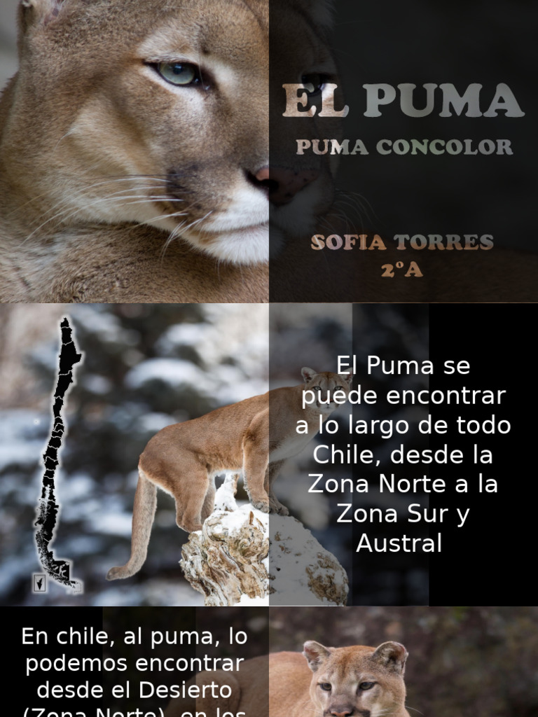 Disertacion Sofi | PDF