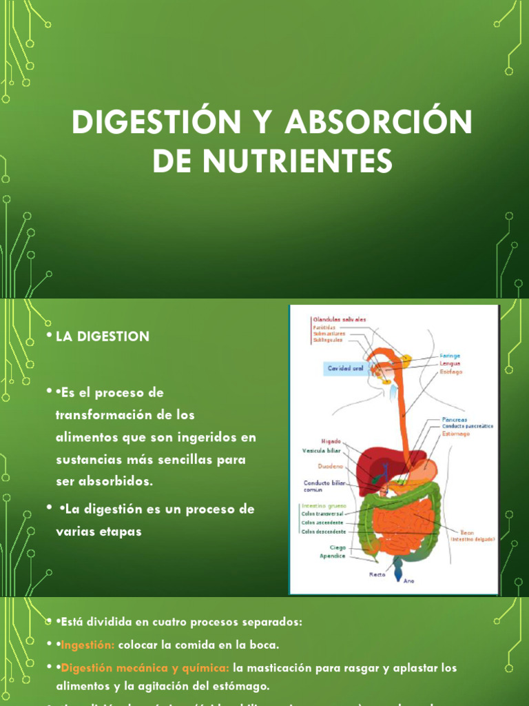 Proceso de Digestión y Absorción Nutrientes | PDF | Digestión | Lípido
