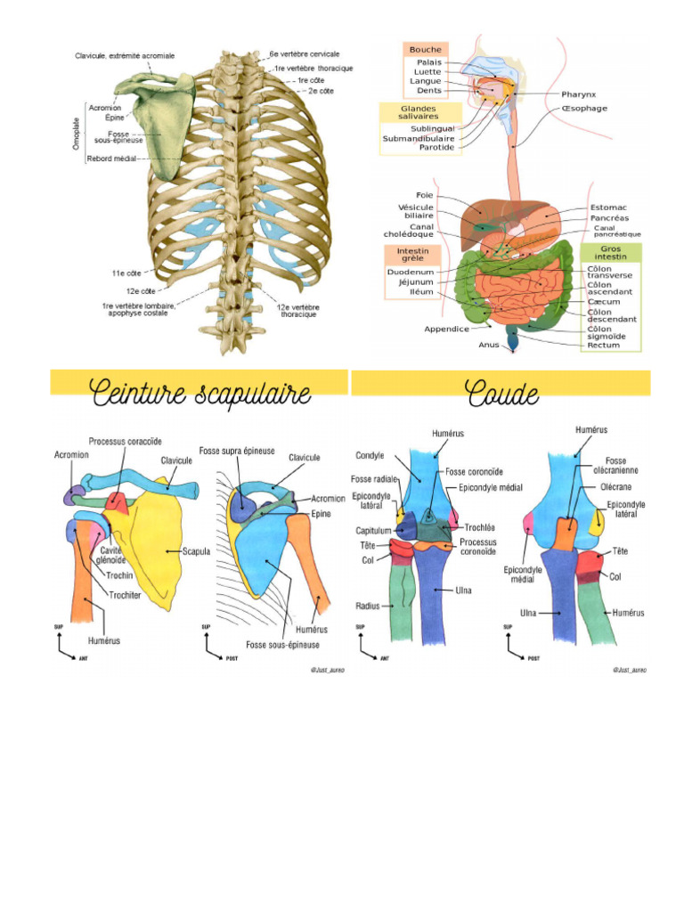 Anatomie | PDF