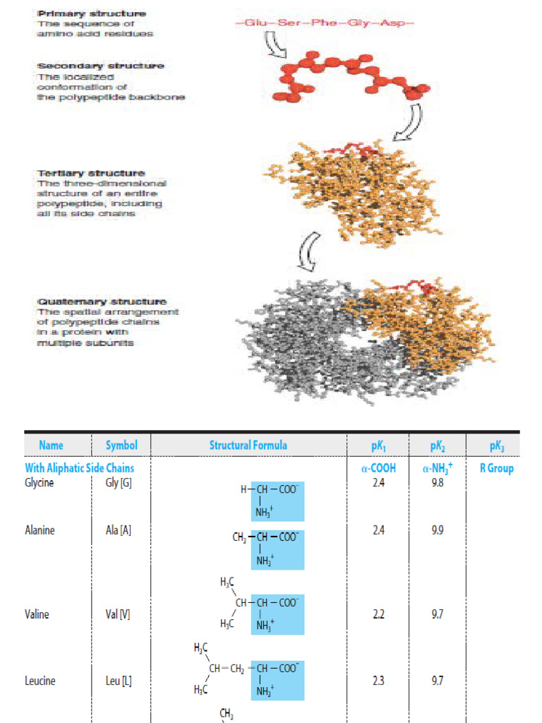 BCH 211 - Amino Acids and Protein | PDF | Alpha Helix | Amino Acid