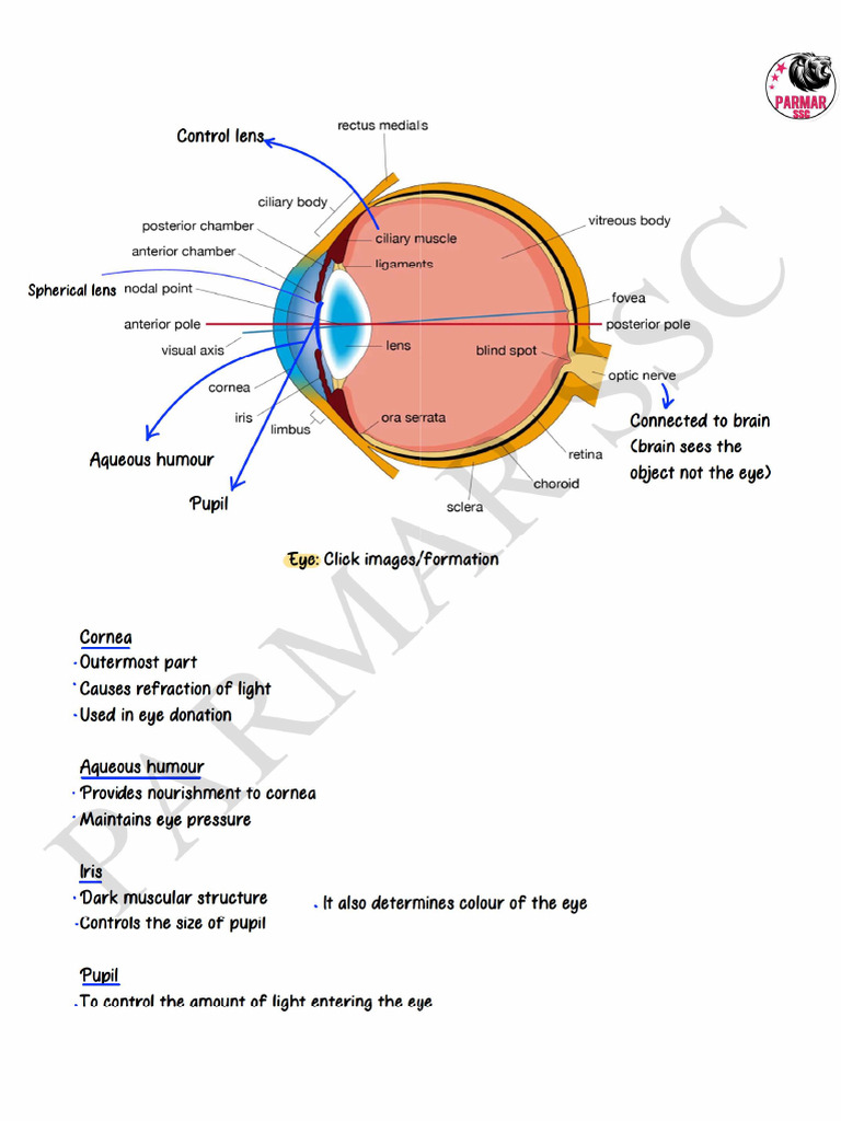 Human Eye and Vision English (MR Cracker) | PDF
