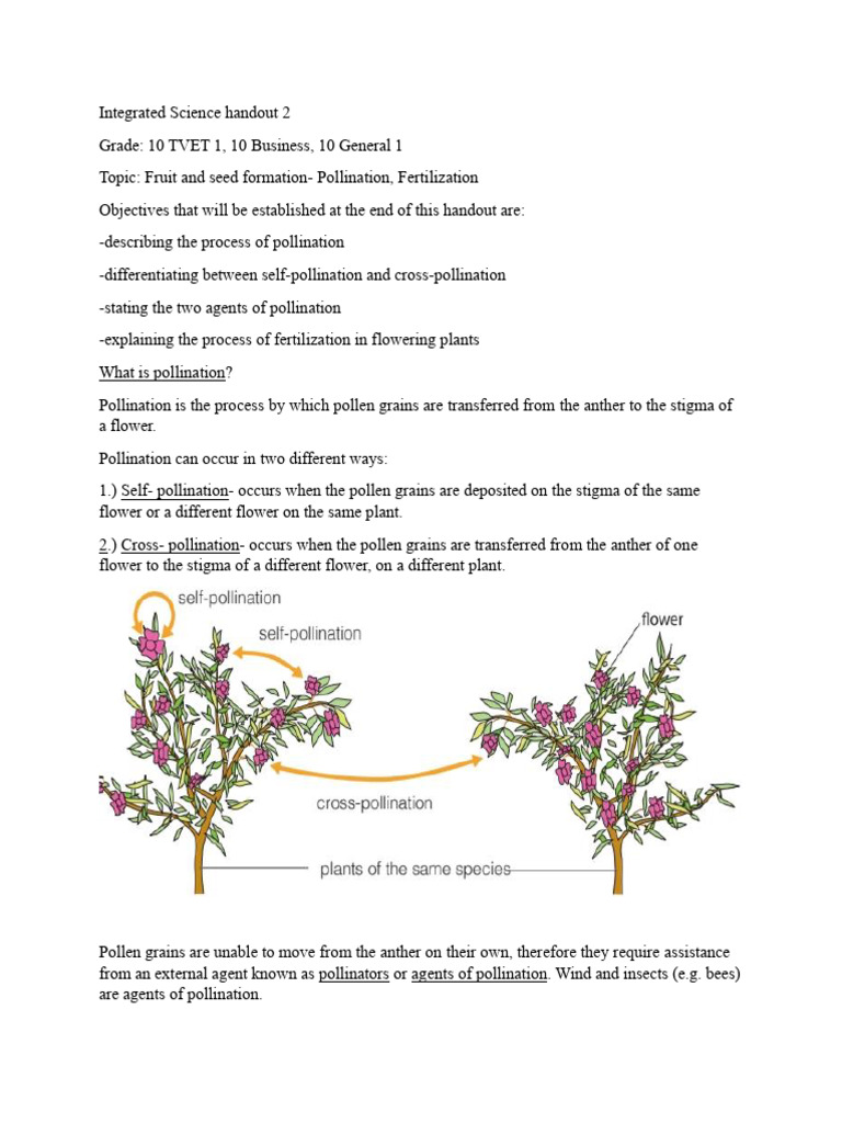Fruit and Seed Formation - Pollination, Fertilization | PDF | Flowers ...