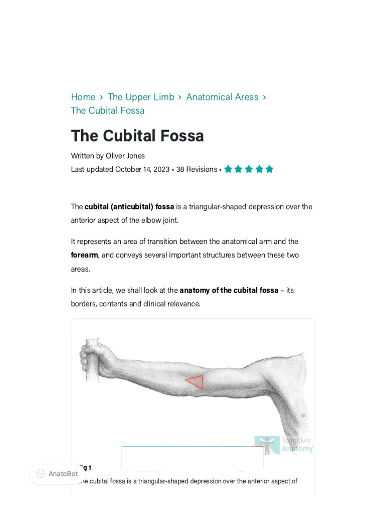 Anatomy of the Cubital Fossa Explained | PDF | Arm | Anatomical Terms ...