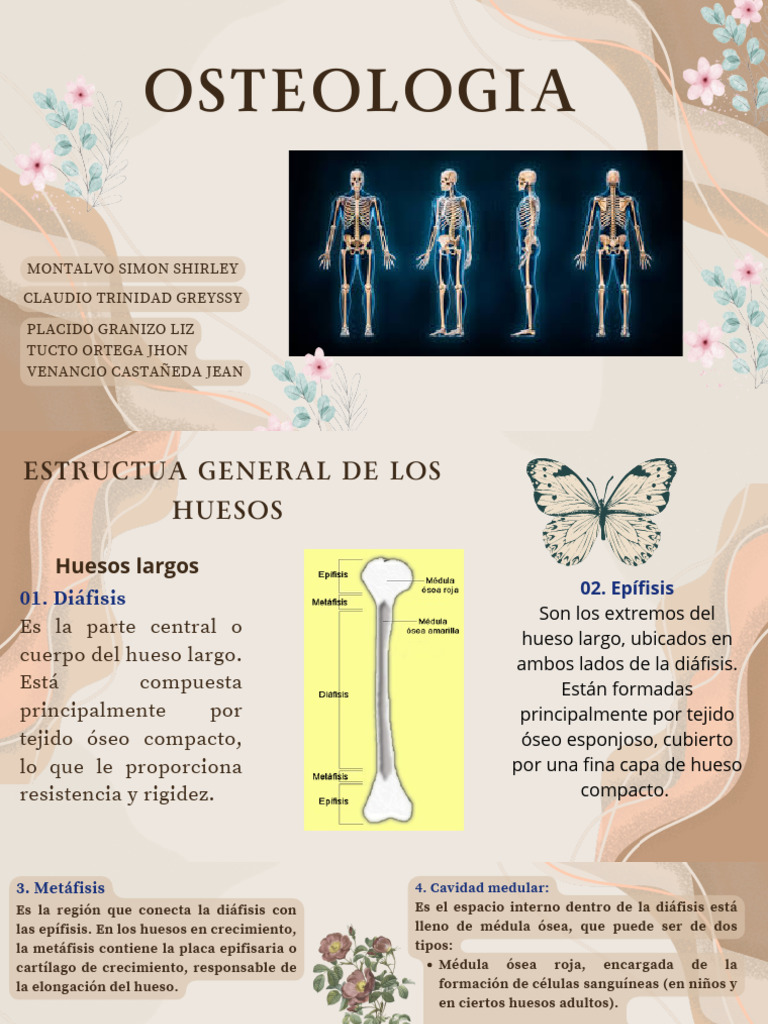 Osteologia | PDF | Hueso | Articulación