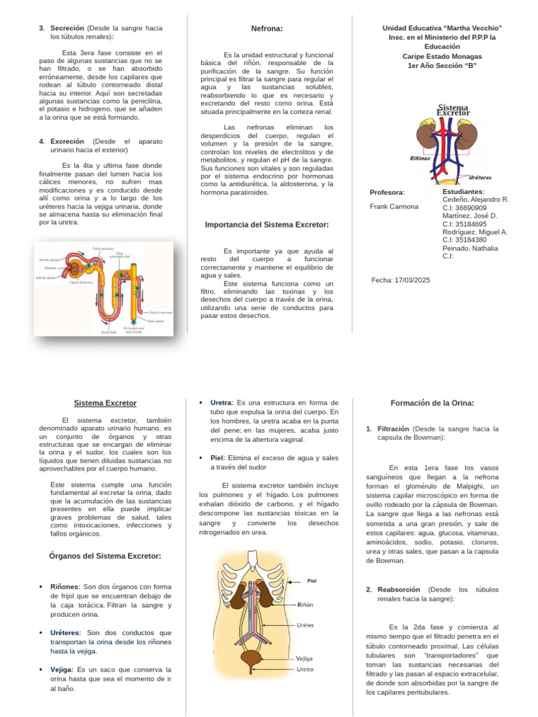 Triptico Del Sistema Excretor | PDF | Sistema urinario | Riñón