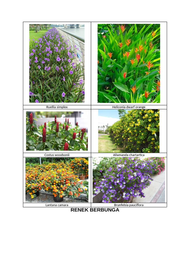 Renek Berbunga | PDF