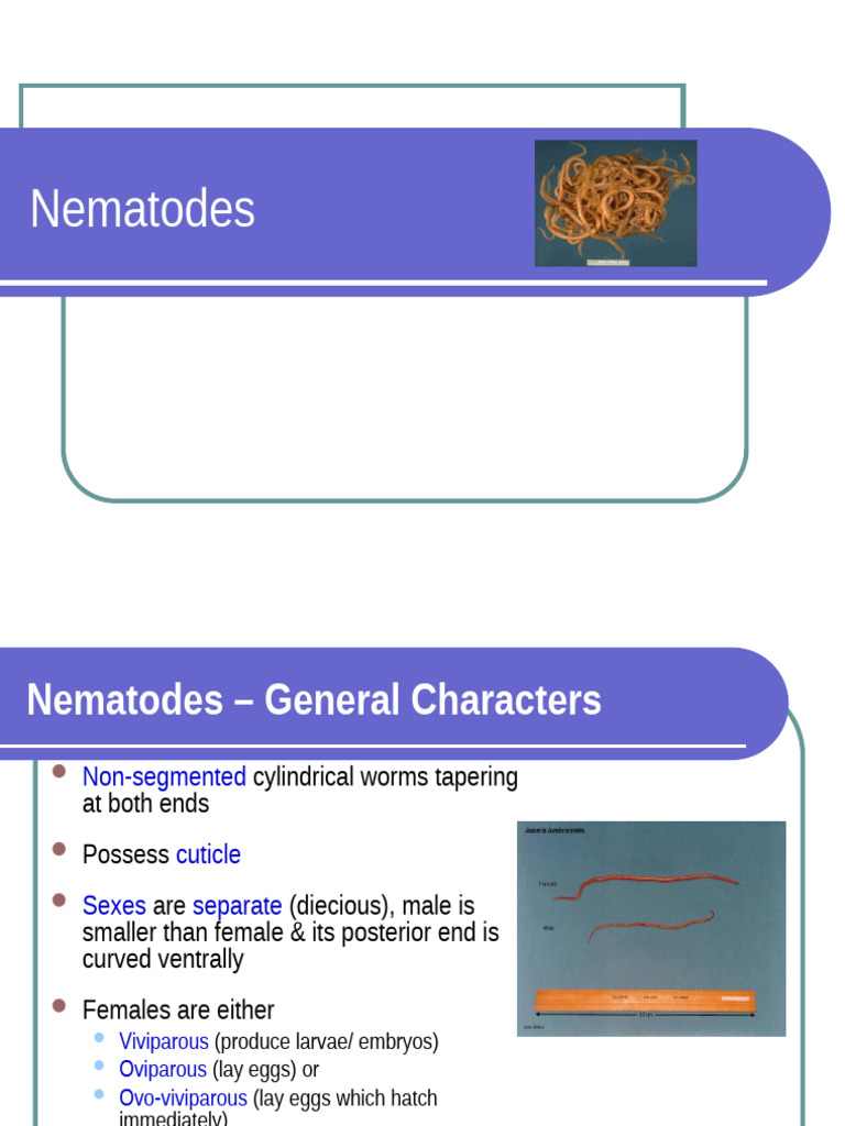 Intestinal Nematodes | PDF | Diseases And Disorders | Medical Specialties