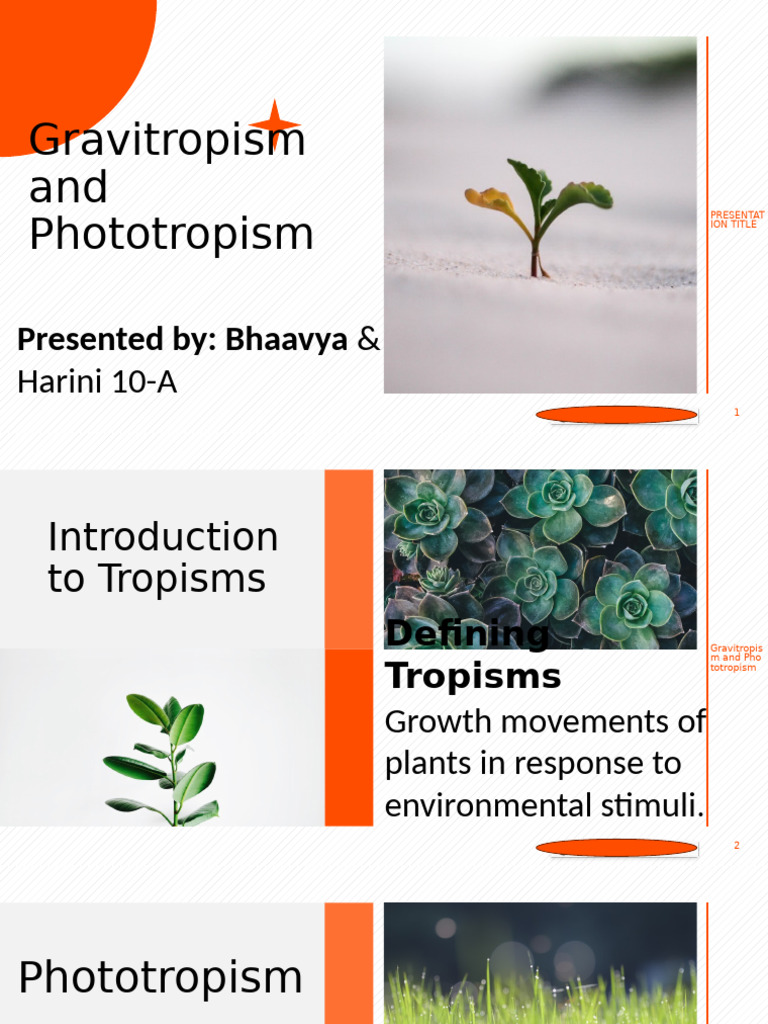 Gravitropism and Phototropism | PDF | Organisms | Biology