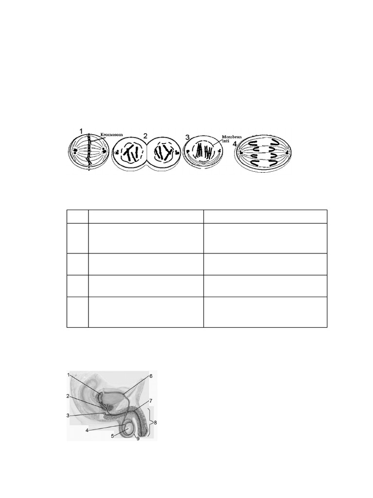 SOAL IPA 9 Plus | PDF