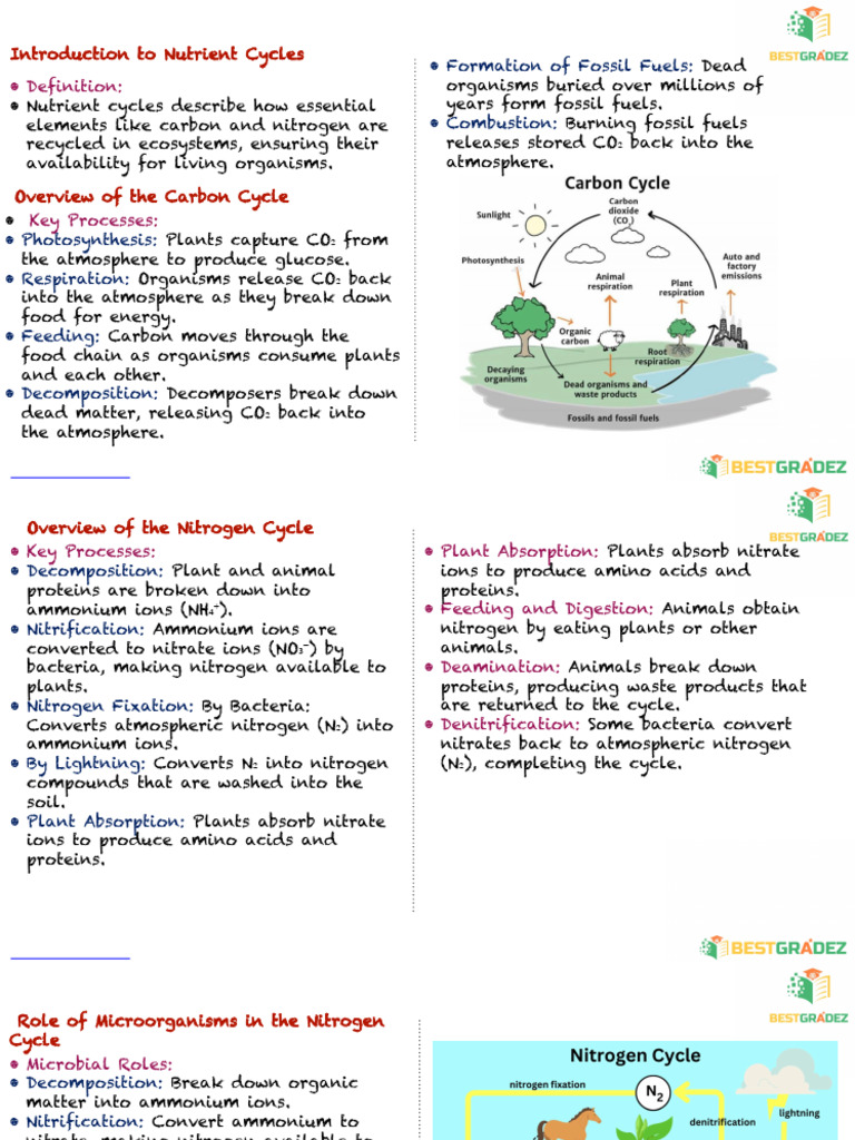Definition:: - Formation of Fossil Fuels: - Combustion | PDF | Nitrate ...