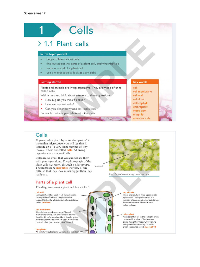 Year 7 Science Image Guide | PDF