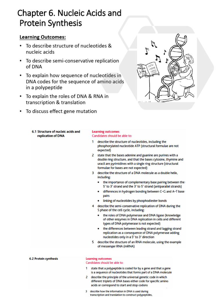 Nucleic Acids and Protein Synthesis | PDF | Translation (Biology) | Rna