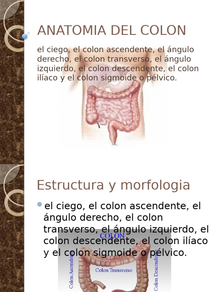 Anatomía del Colon y sus Estructuras | PDF
