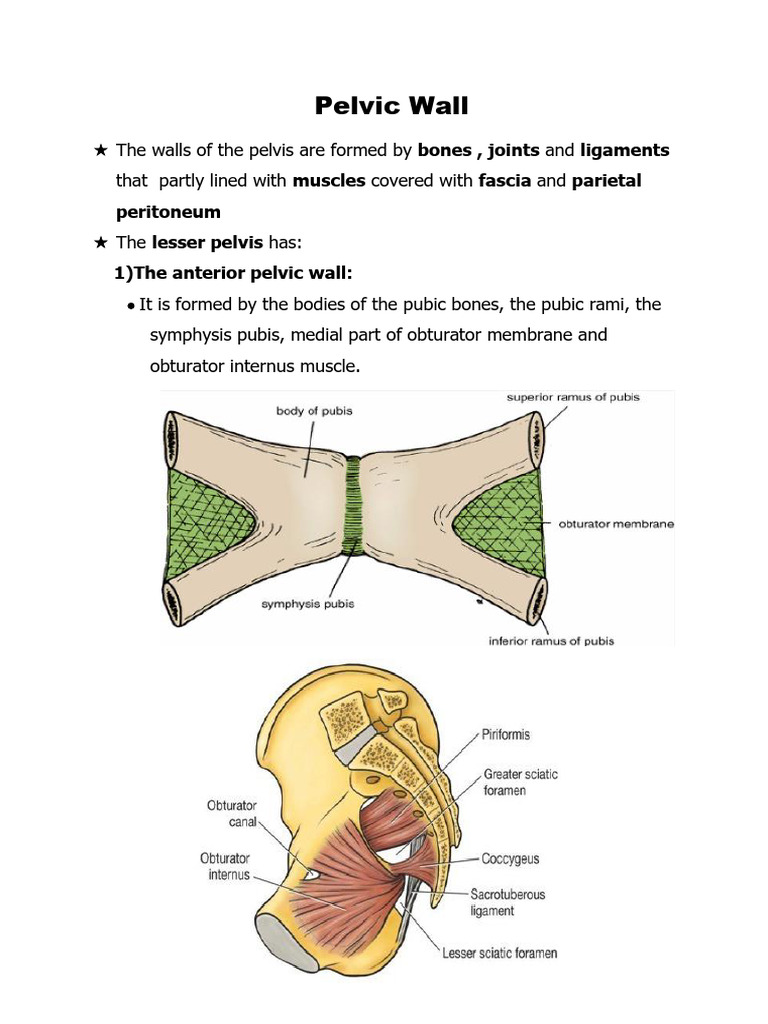 Anatomy of the Pelvic Wall and Muscles | PDF | Pelvis | Rectum