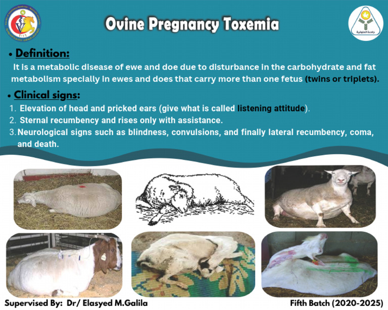 Ovine Pregnancy Toxemia | PDF