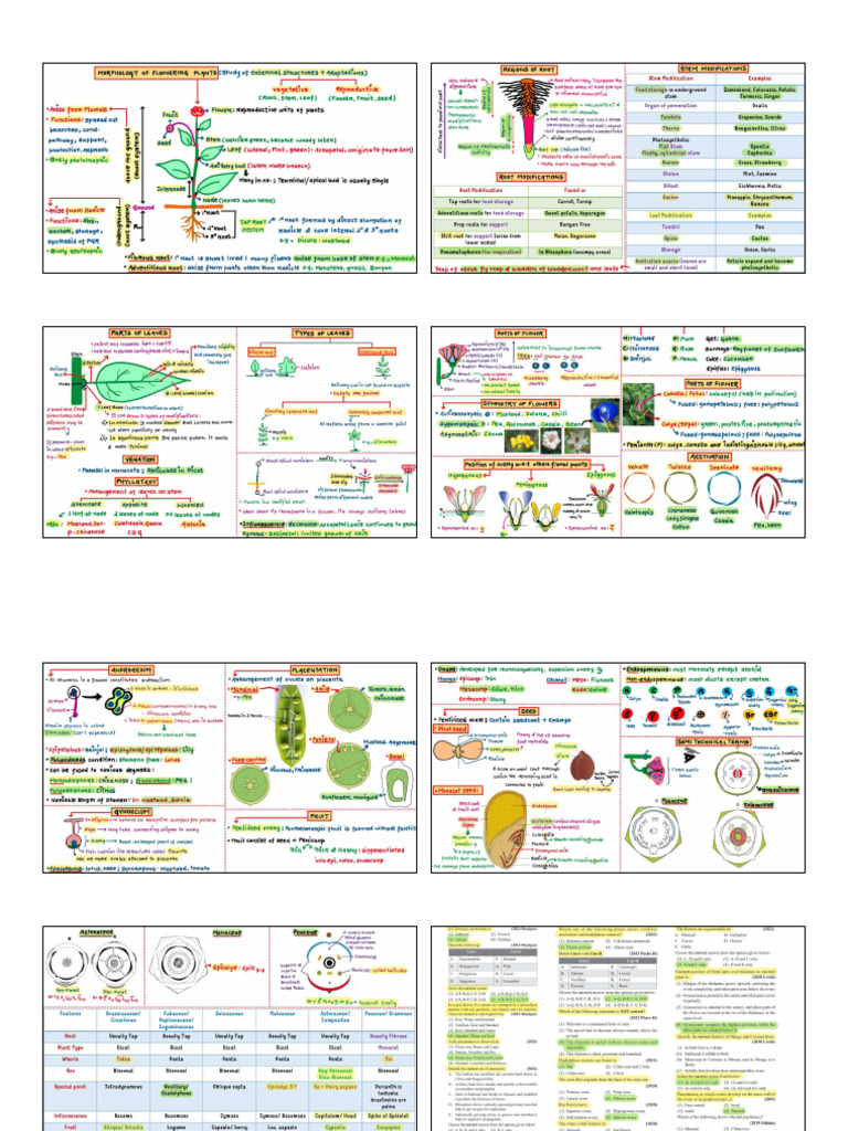 MORPHOLOGY OF FLOWERING PLANTS - Class Notes - NEET REVISION EXPRESS ...