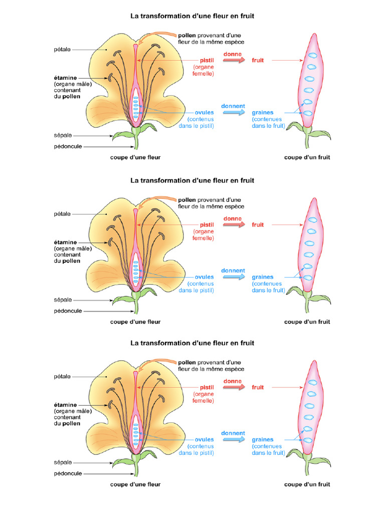 Transformation Fleur Fruit | PDF