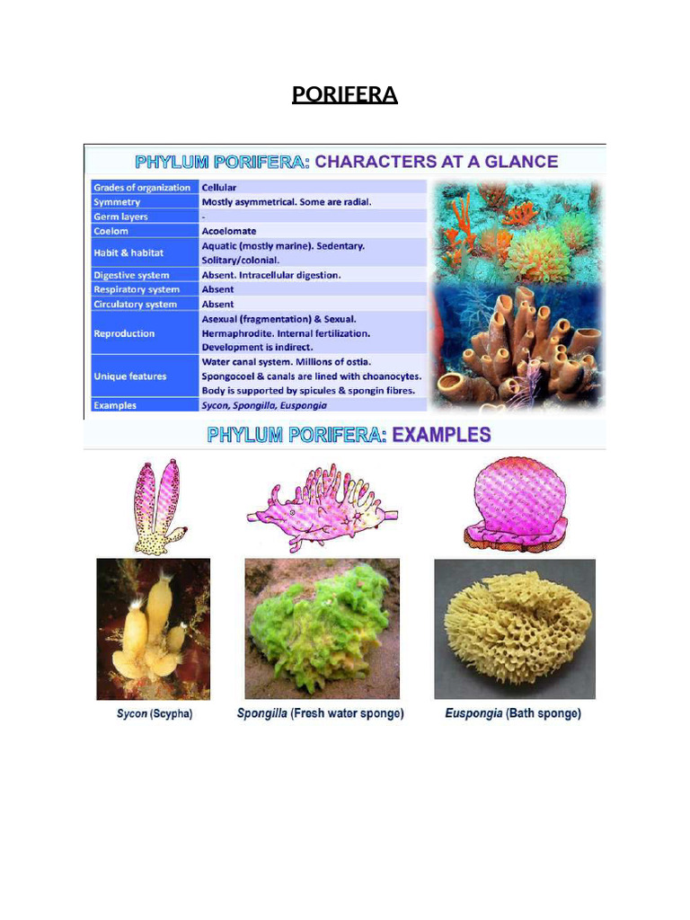 Porifera | PDF