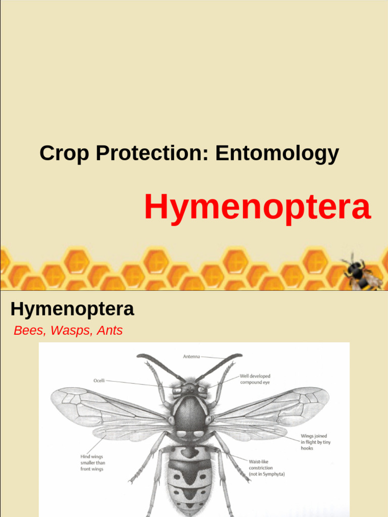 Overview of Hymenoptera Insects | PDF | Hymenoptera | Wasp