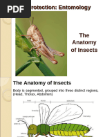 ENT-501 Biting and Chewing Type Insect Mouth Parts | PDF | Insects ...