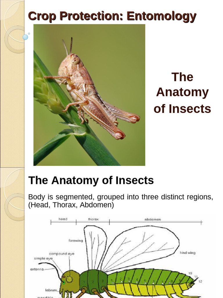 Entomology 2 The External Structure of Insects | PDF | Insects | Arthropods