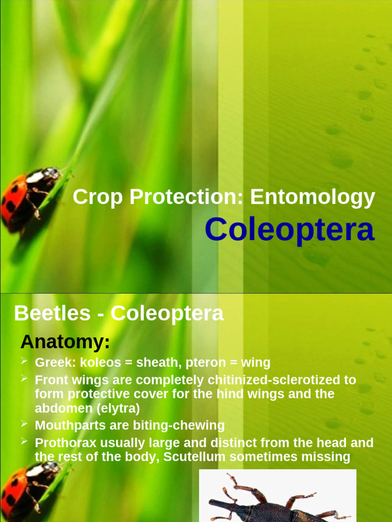 Coleoptera Beetles: Anatomy and Impact | PDF | Beetle | Insects And Humans