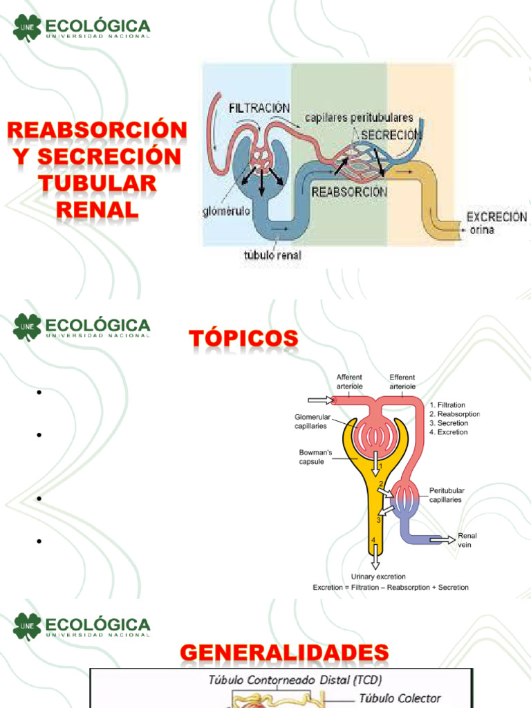 CLASE 2 - Reabsorción y Secreción Tubular Renal | PDF