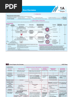 Animal Kingdom Flow Chart | PDF | Biology | Zoology