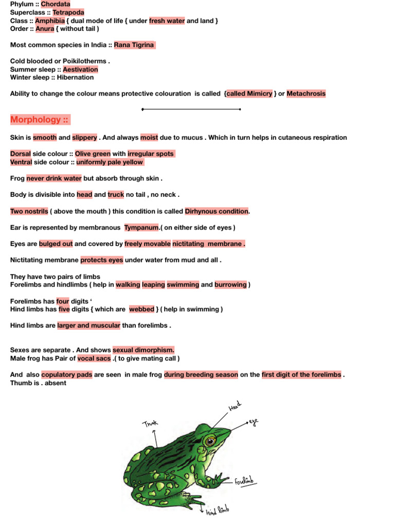 Frog Physiology and Adaptations | PDF | Digestion | Stomach