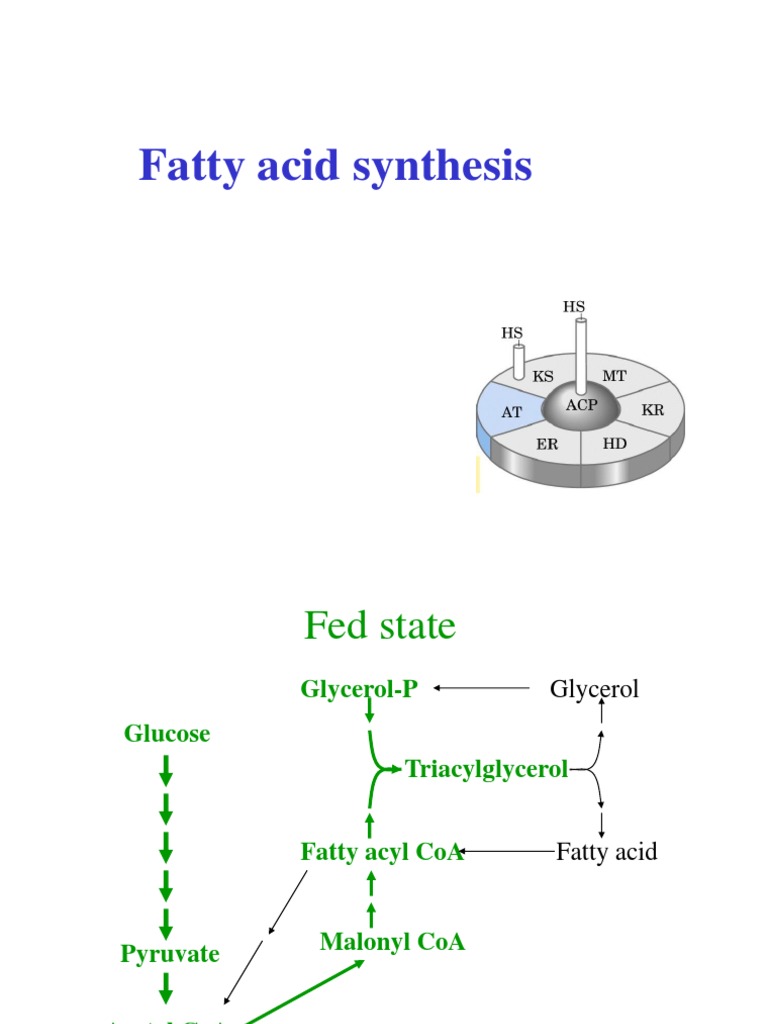 The Complex Process of Fatty Acid Synthesis: A Visual Exploration of ...