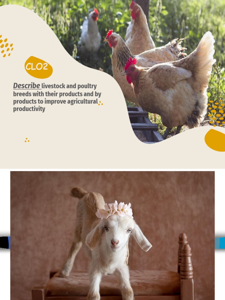 Goat Breeds and Their Benefits | PDF | Goat | Milk